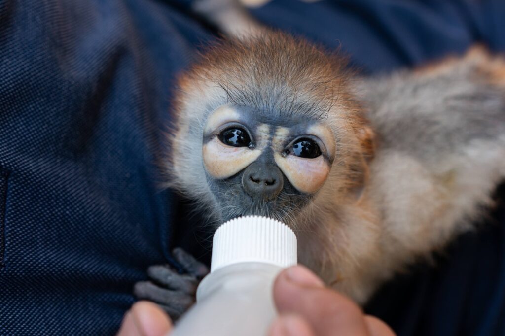 Monkey dies at Tennessee waterpark, another distressed - JAILBIRDS